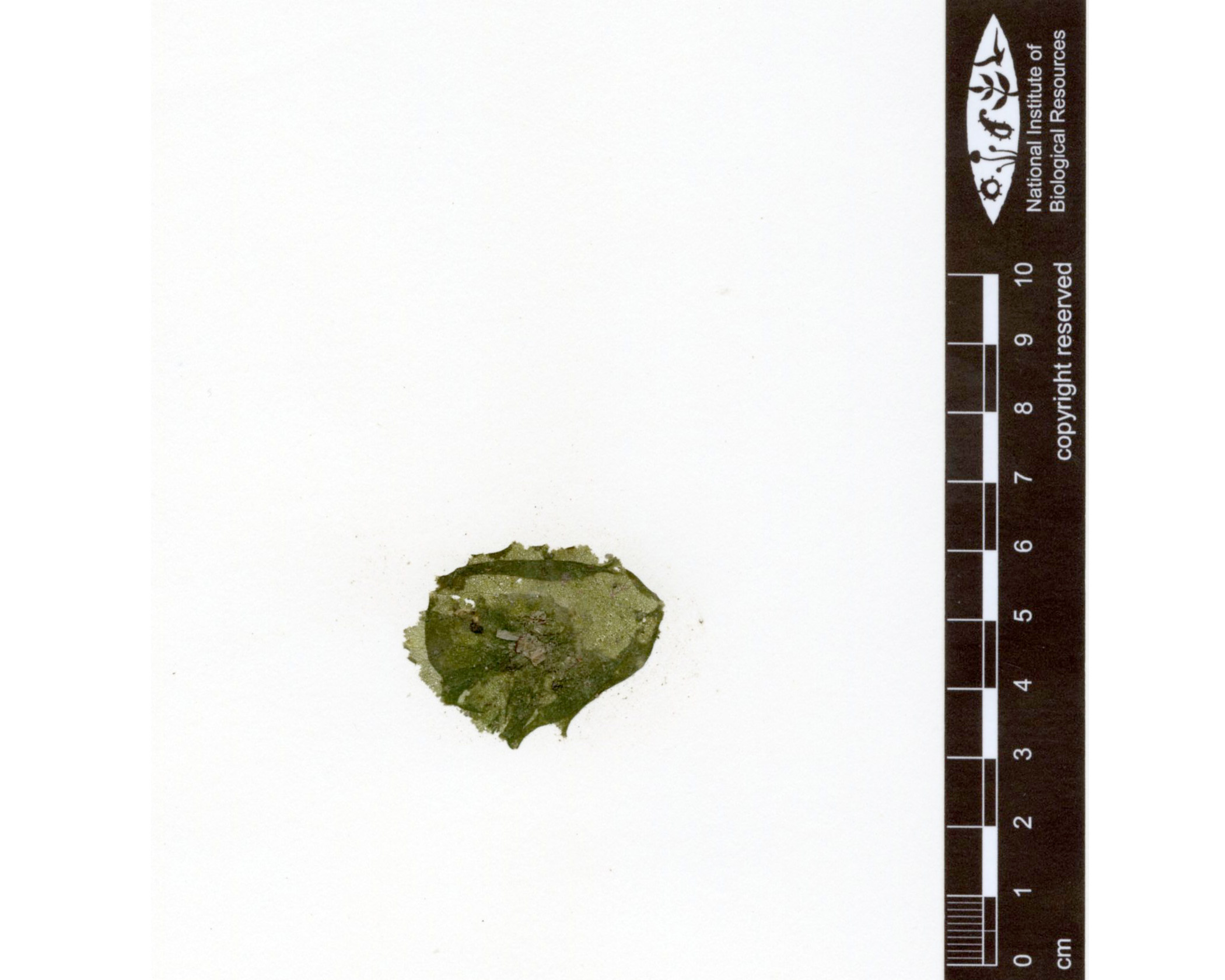 국립생물자원관 한반도의 생물다양성