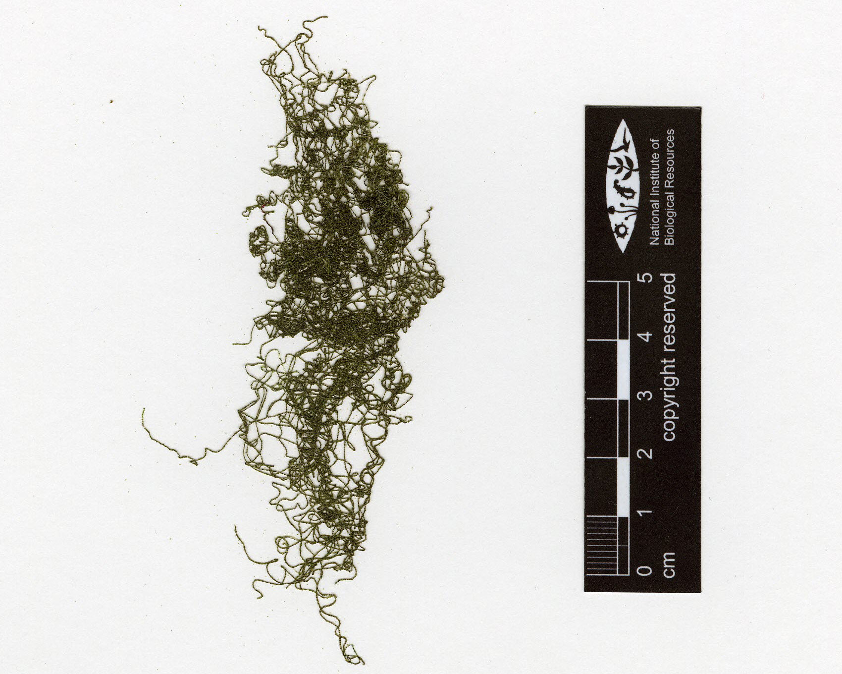 국립생물자원관 한반도의 생물다양성