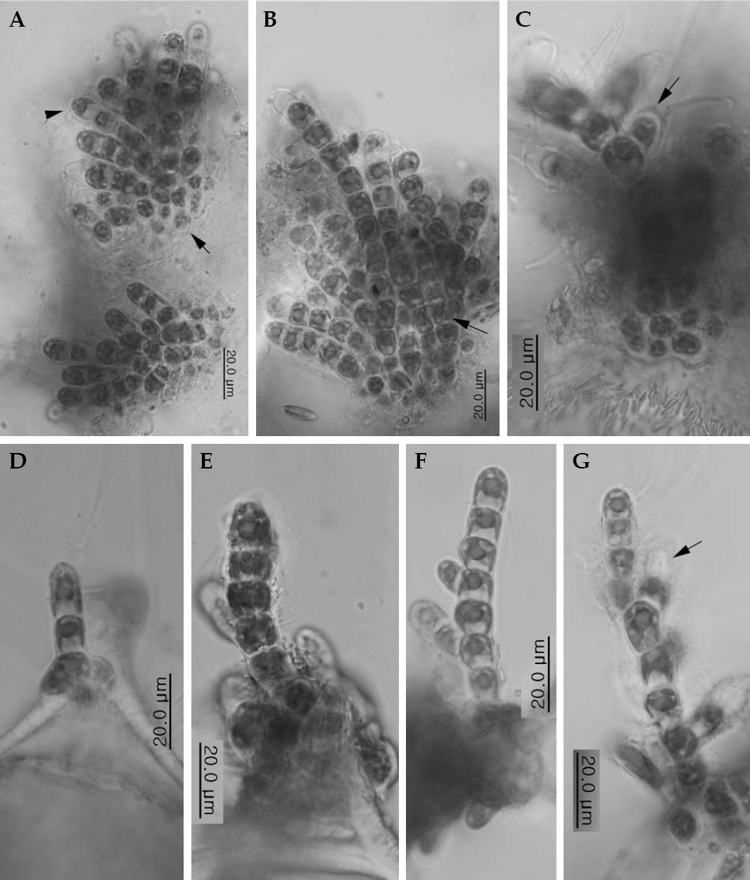 국립생물자원관 한반도의 생물다양성