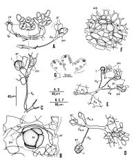 국립생물자원관 한반도의 생물다양성