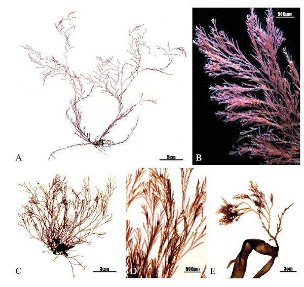 국립생물자원관 한반도의 생물다양성