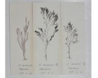 국립생물자원관 한반도의 생물다양성