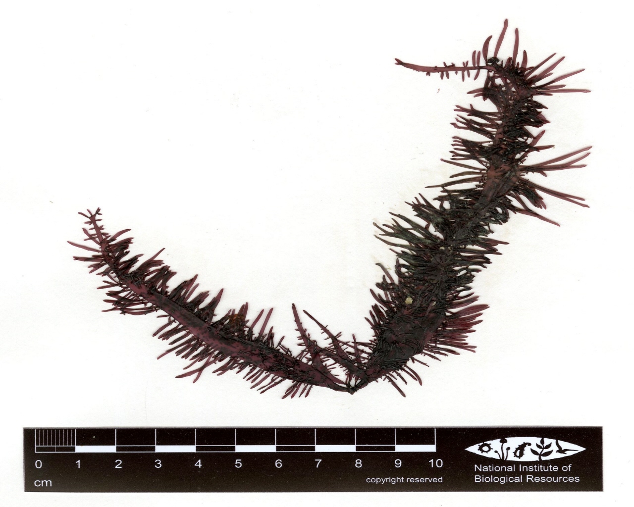 국립생물자원관 한반도의 생물다양성