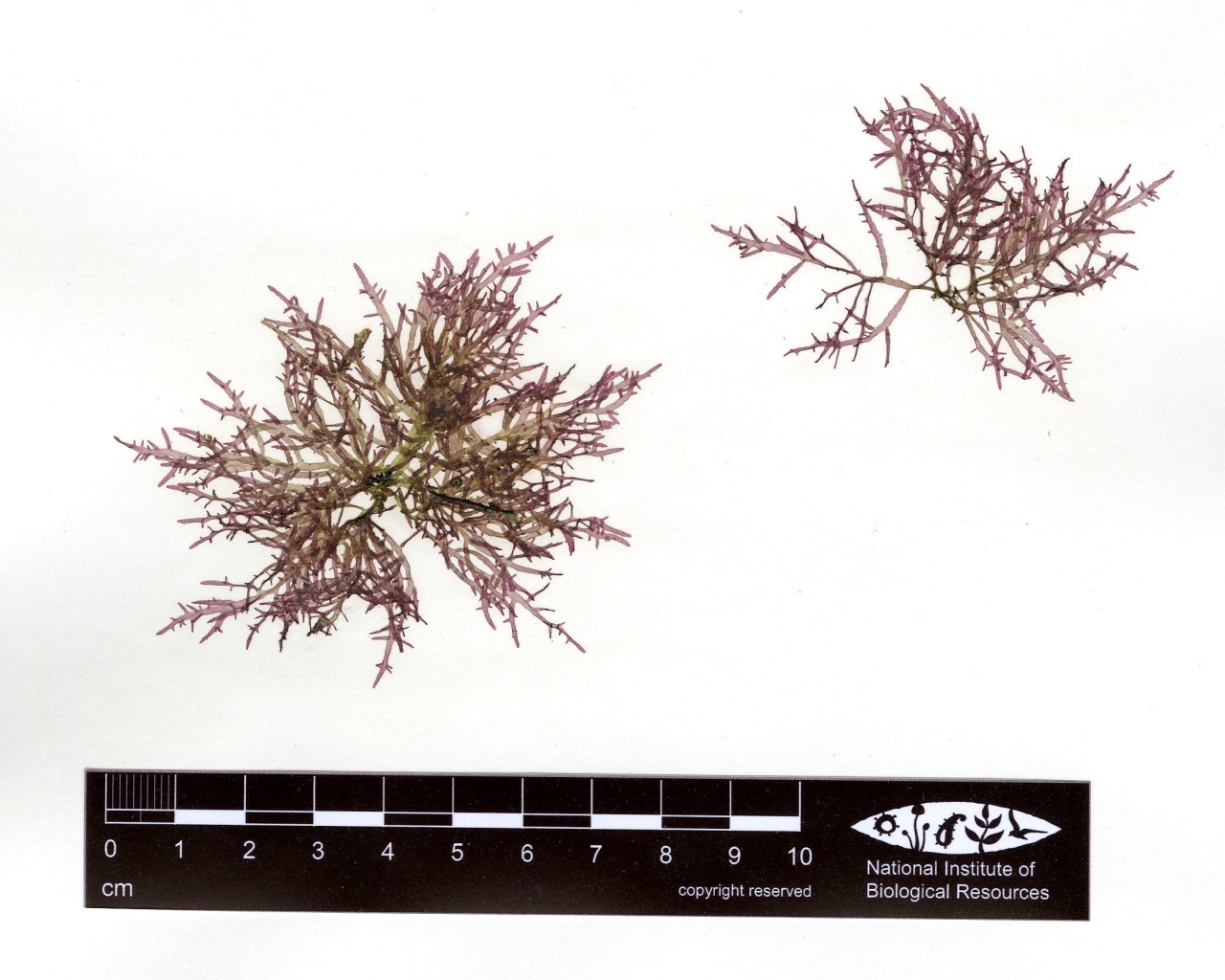 국립생물자원관 한반도의 생물다양성