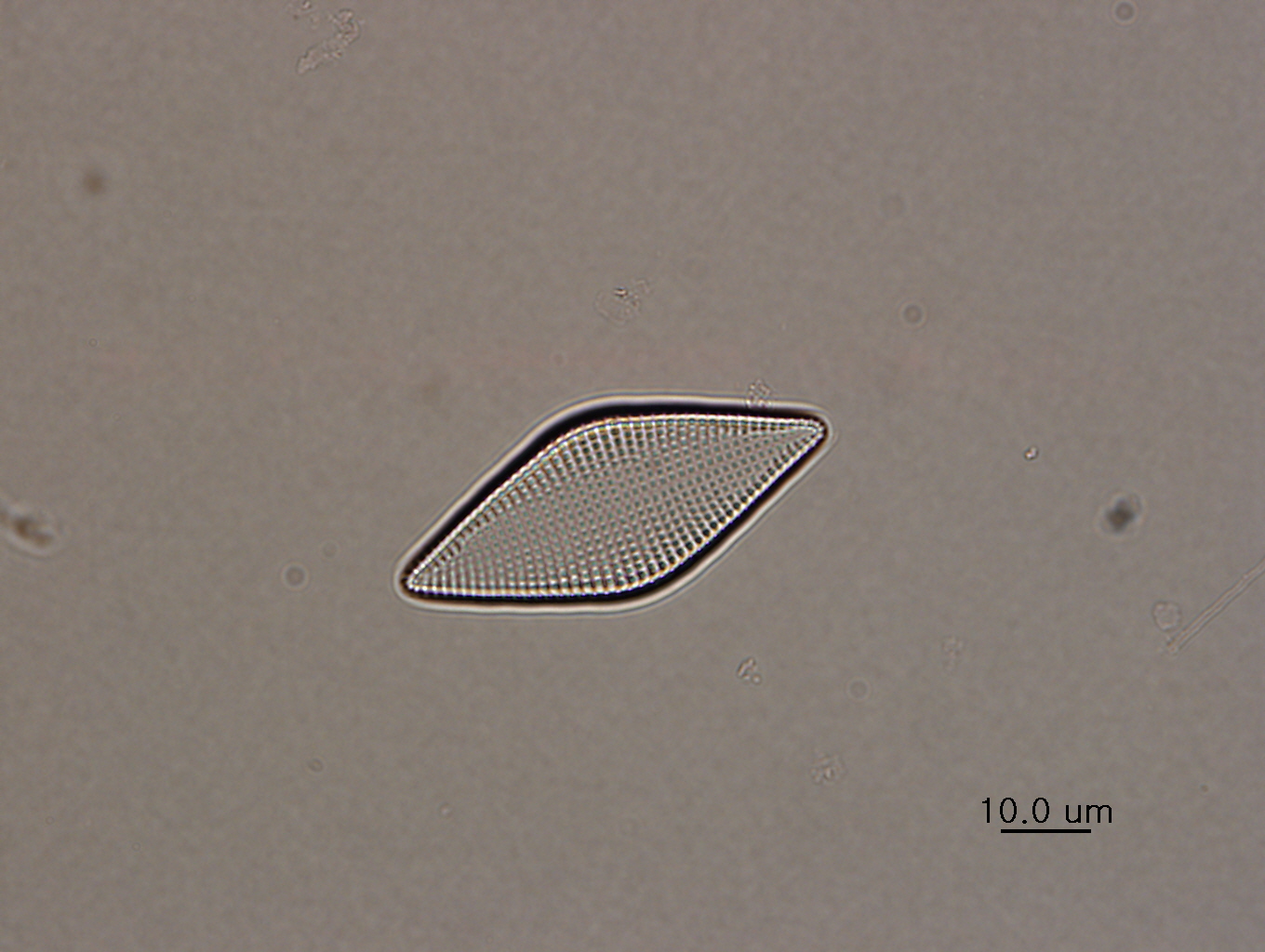국립생물자원관 한반도의 생물다양성