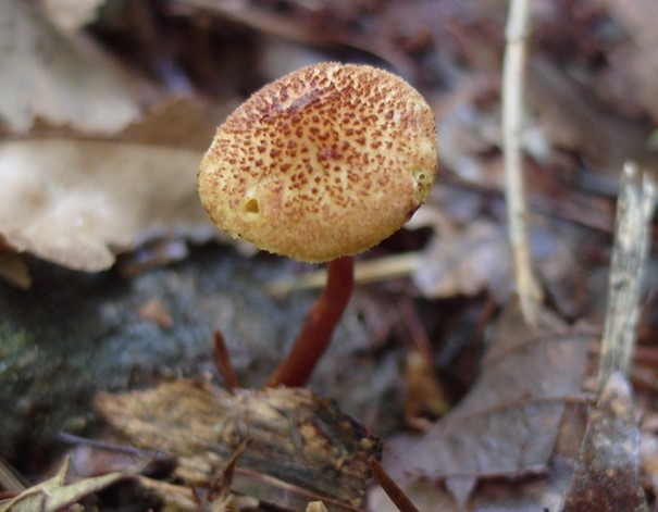 국립생물자원관 한반도의 생물다양성