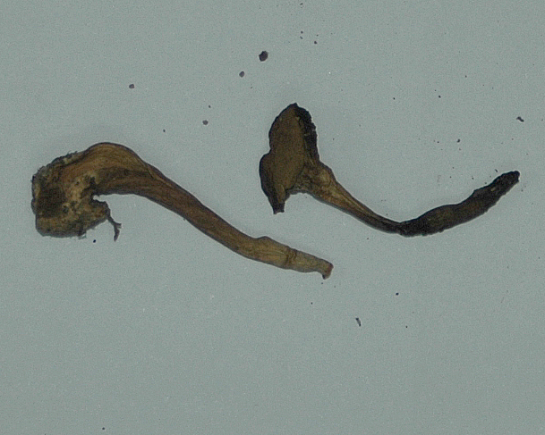 국립생물자원관 한반도의 생물다양성