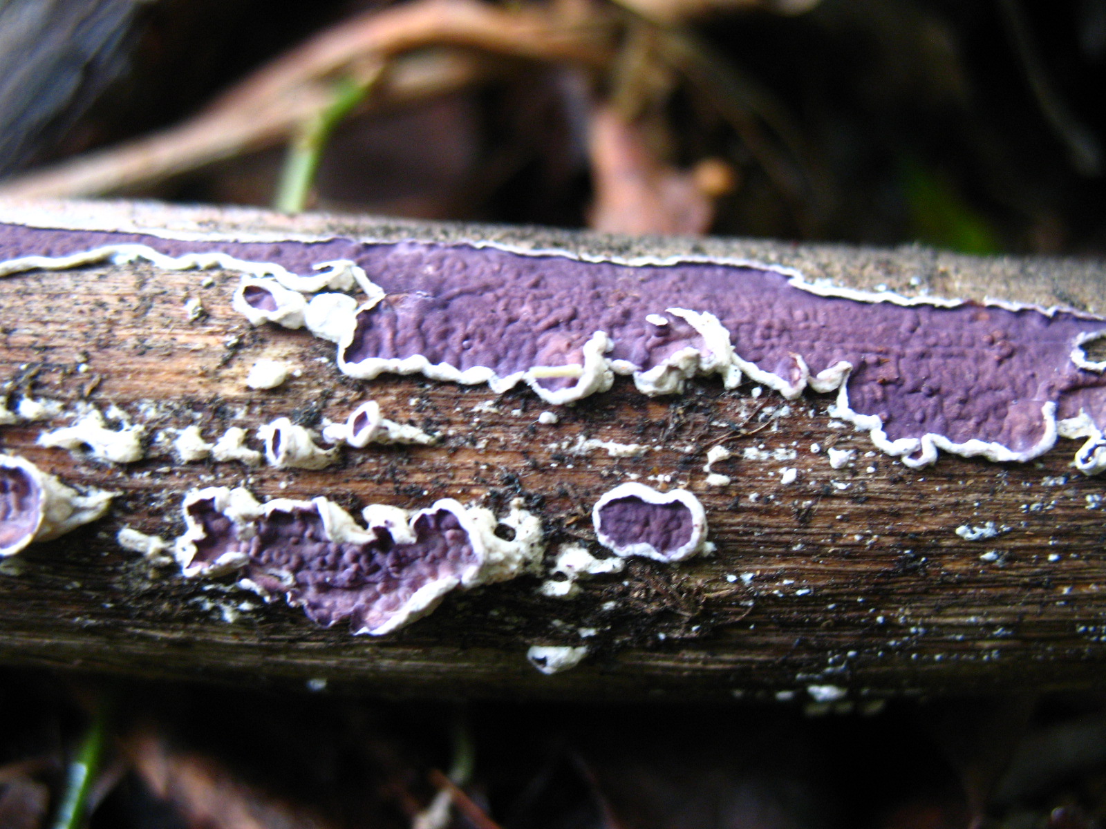 국립생물자원관 한반도의 생물다양성