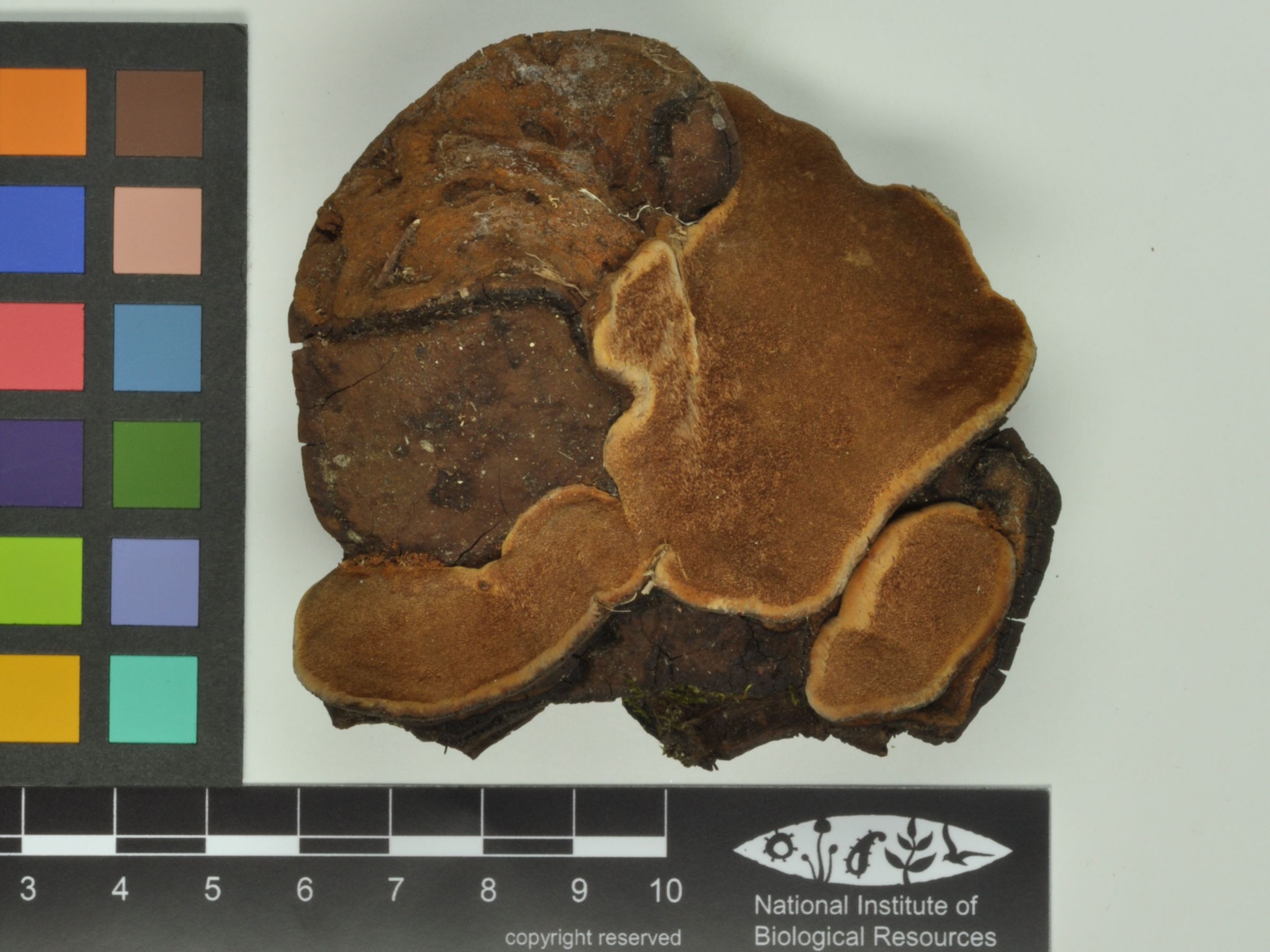 국립생물자원관 한반도의 생물다양성