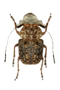 국립생물자원관 한반도의 생물다양성