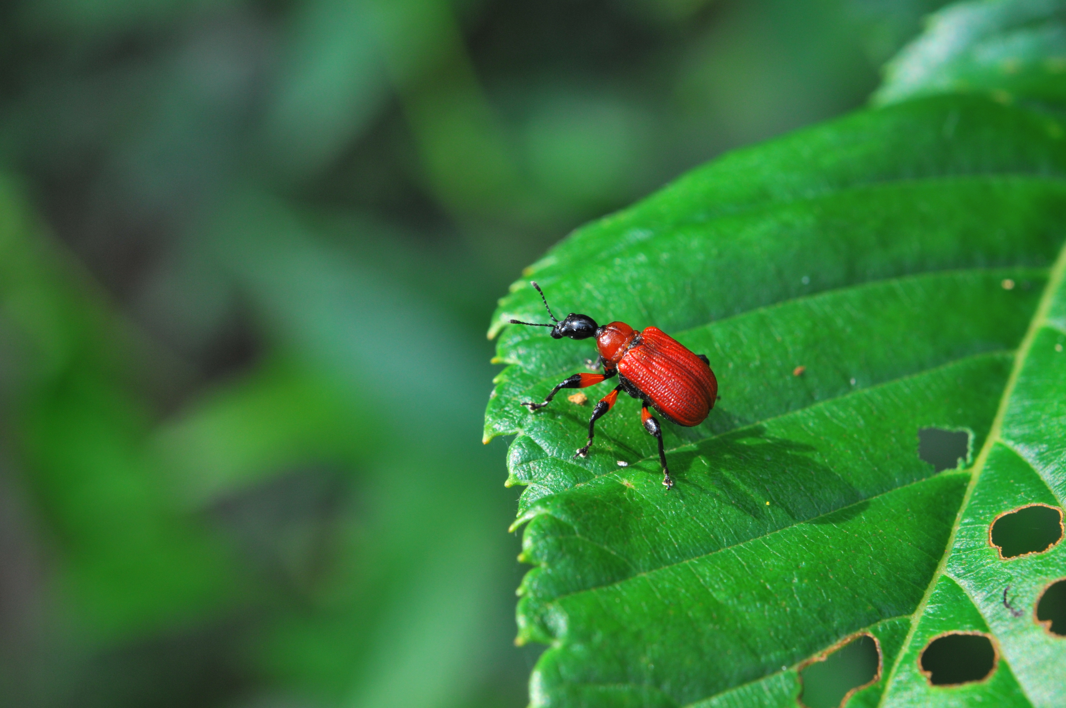 국립생물자원관 한반도의 생물다양성