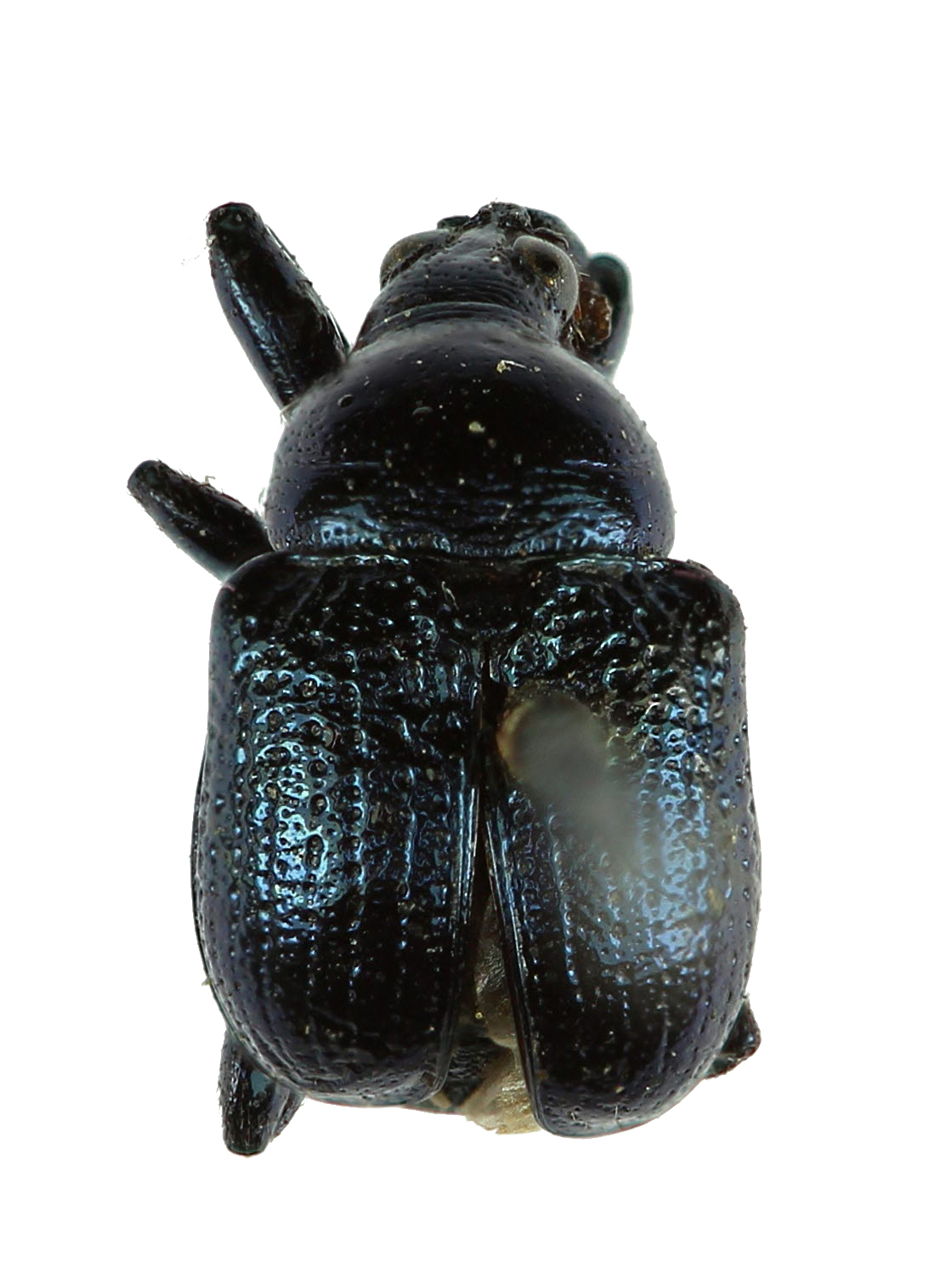 국립생물자원관 한반도의 생물다양성