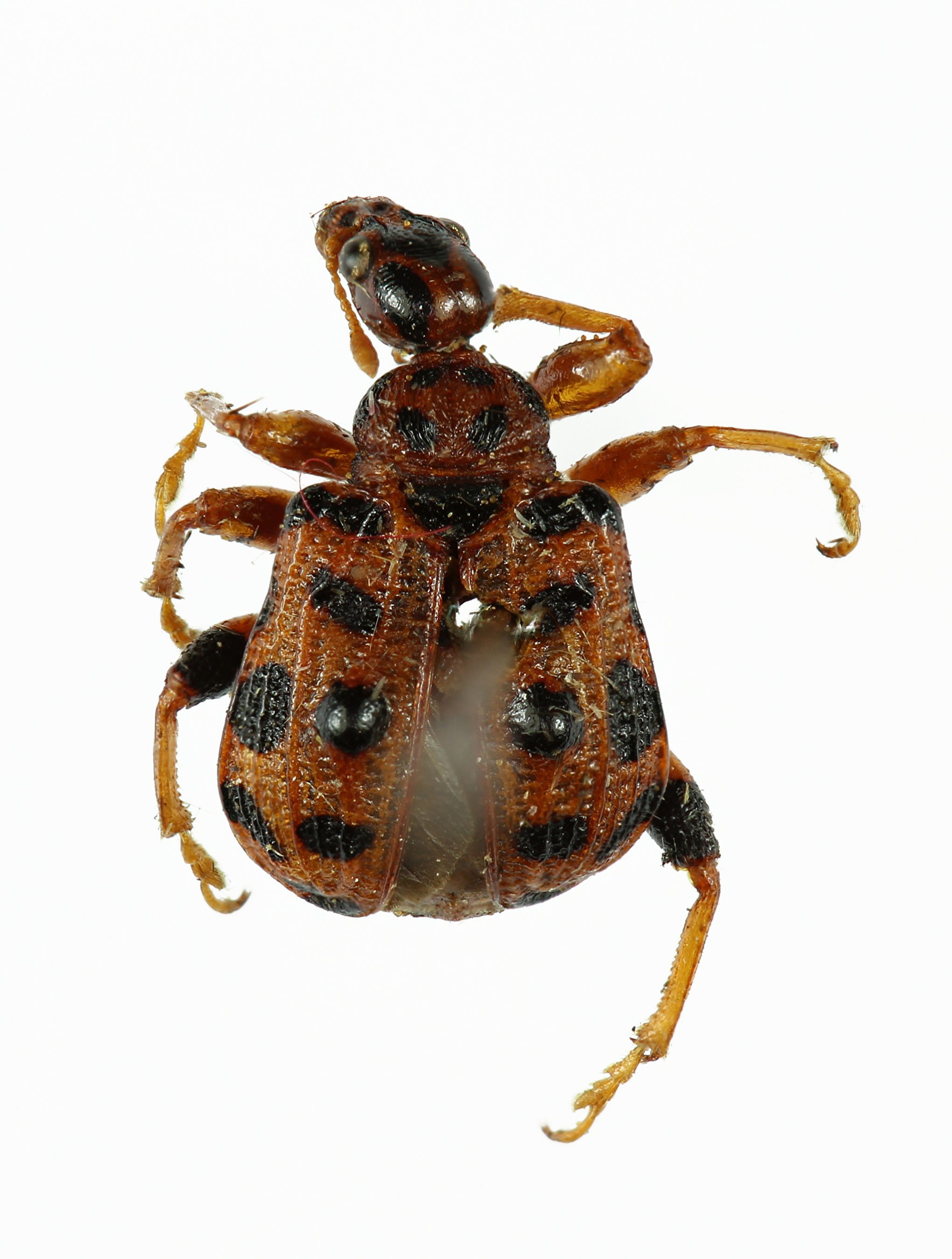 국립생물자원관 한반도의 생물다양성