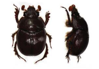 국립생물자원관 한반도의 생물다양성