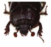 국립생물자원관 한반도의 생물다양성