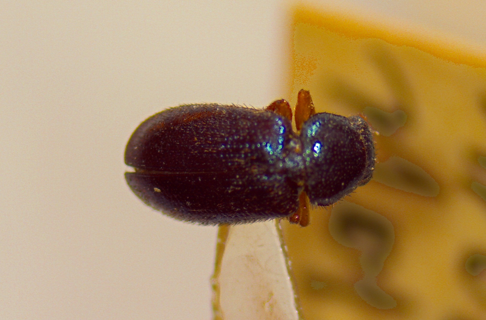 국립생물자원관 한반도의 생물다양성