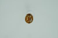 국립생물자원관 한반도의 생물다양성