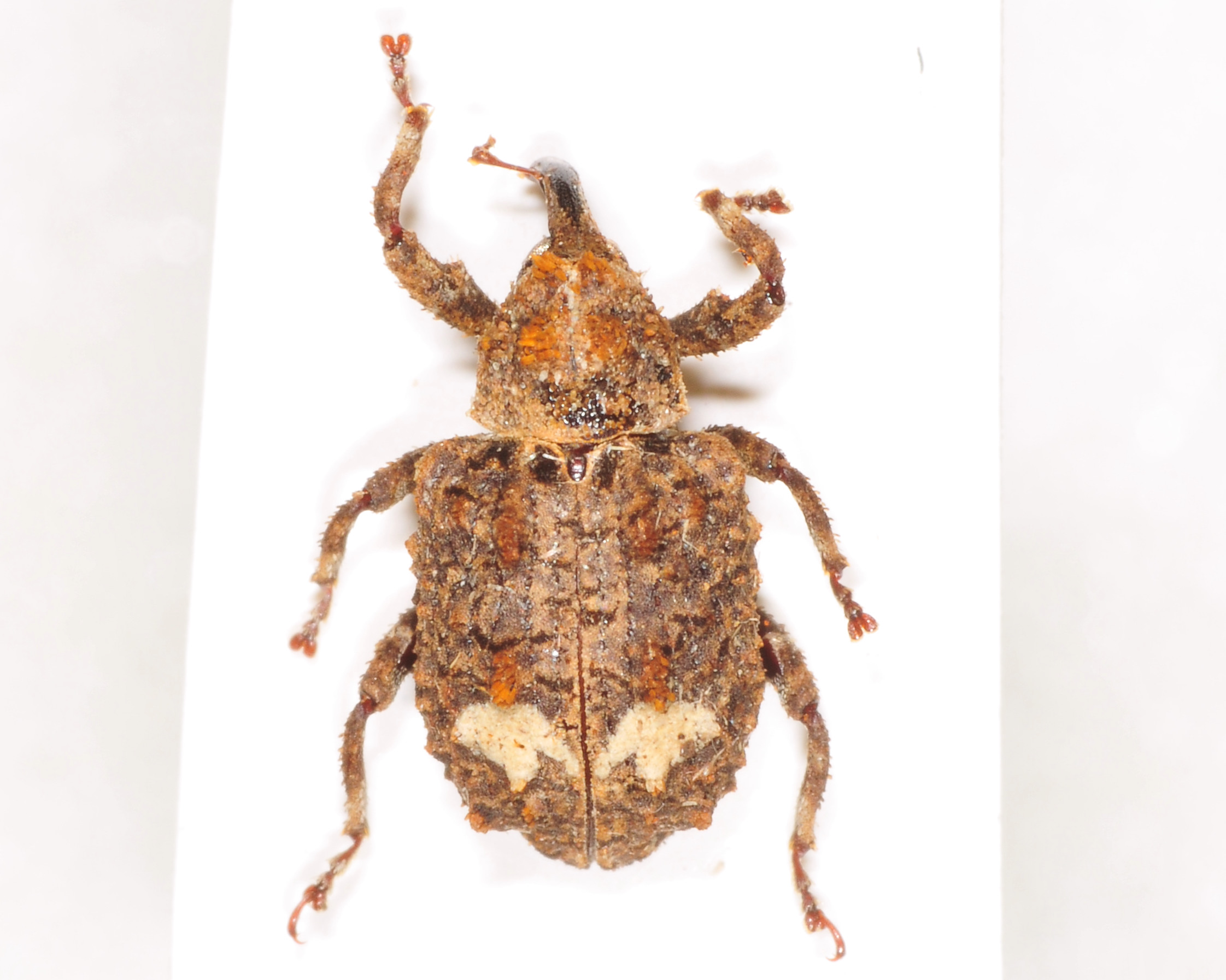 국립생물자원관 한반도의 생물다양성