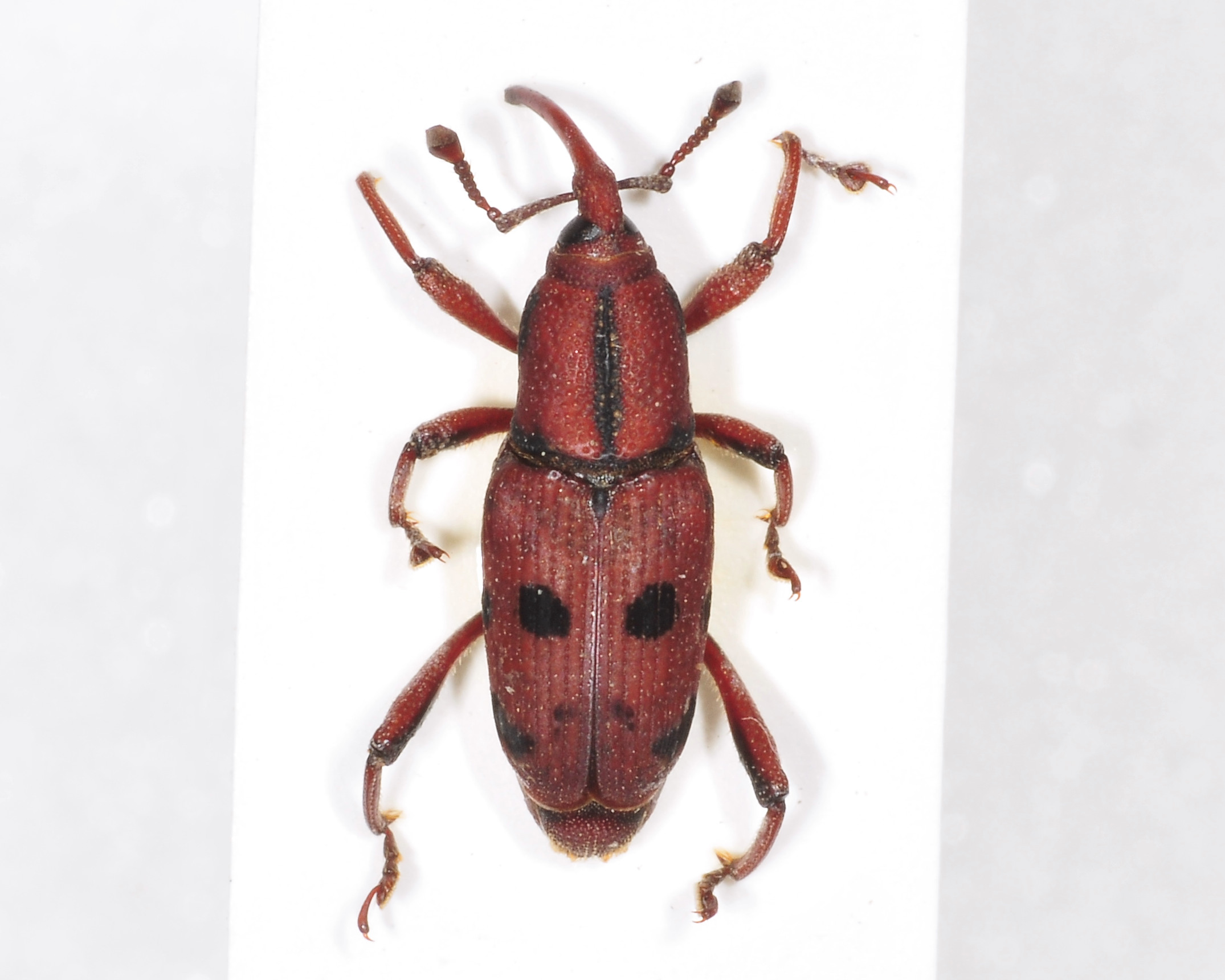 국립생물자원관 한반도의 생물다양성