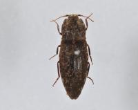 국립생물자원관 한반도의 생물다양성