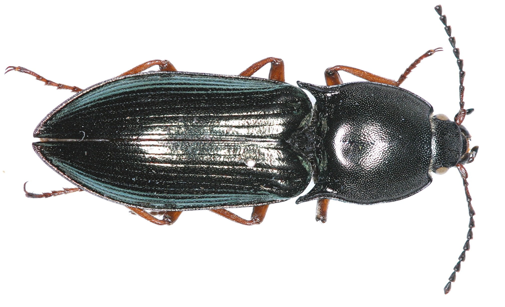 국립생물자원관 한반도의 생물다양성