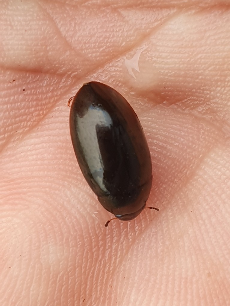 국립생물자원관 한반도의 생물다양성