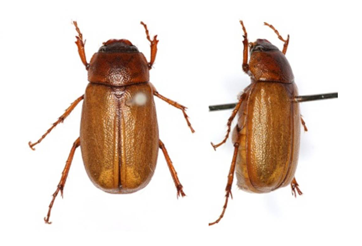 국립생물자원관 한반도의 생물다양성