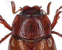 국립생물자원관 한반도의 생물다양성