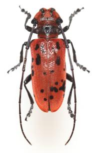 국립생물자원관 한반도의 생물다양성