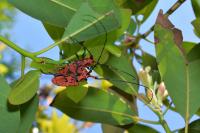 국립생물자원관 한반도의 생물다양성