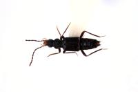 국립생물자원관 한반도의 생물다양성