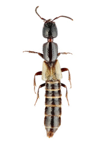 국립생물자원관 한반도의 생물다양성