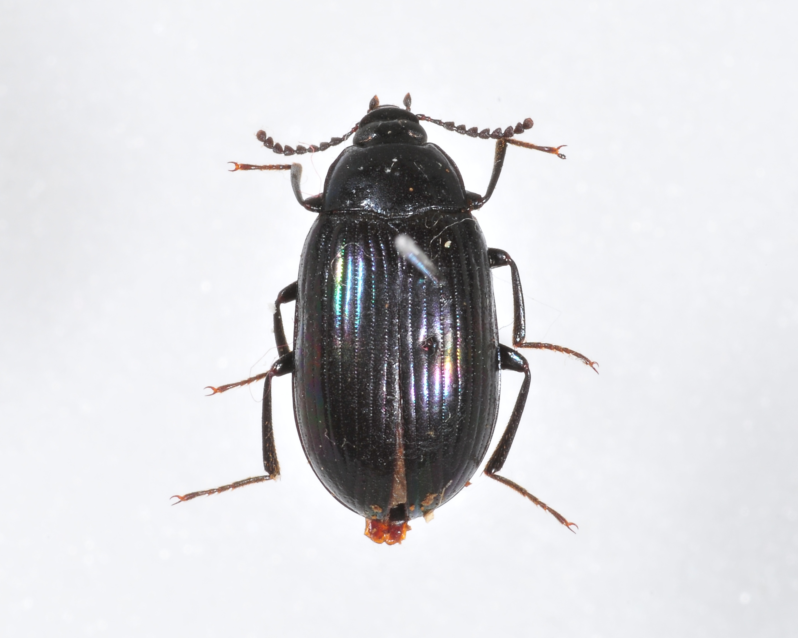 국립생물자원관 한반도의 생물다양성