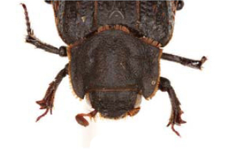 국립생물자원관 한반도의 생물다양성