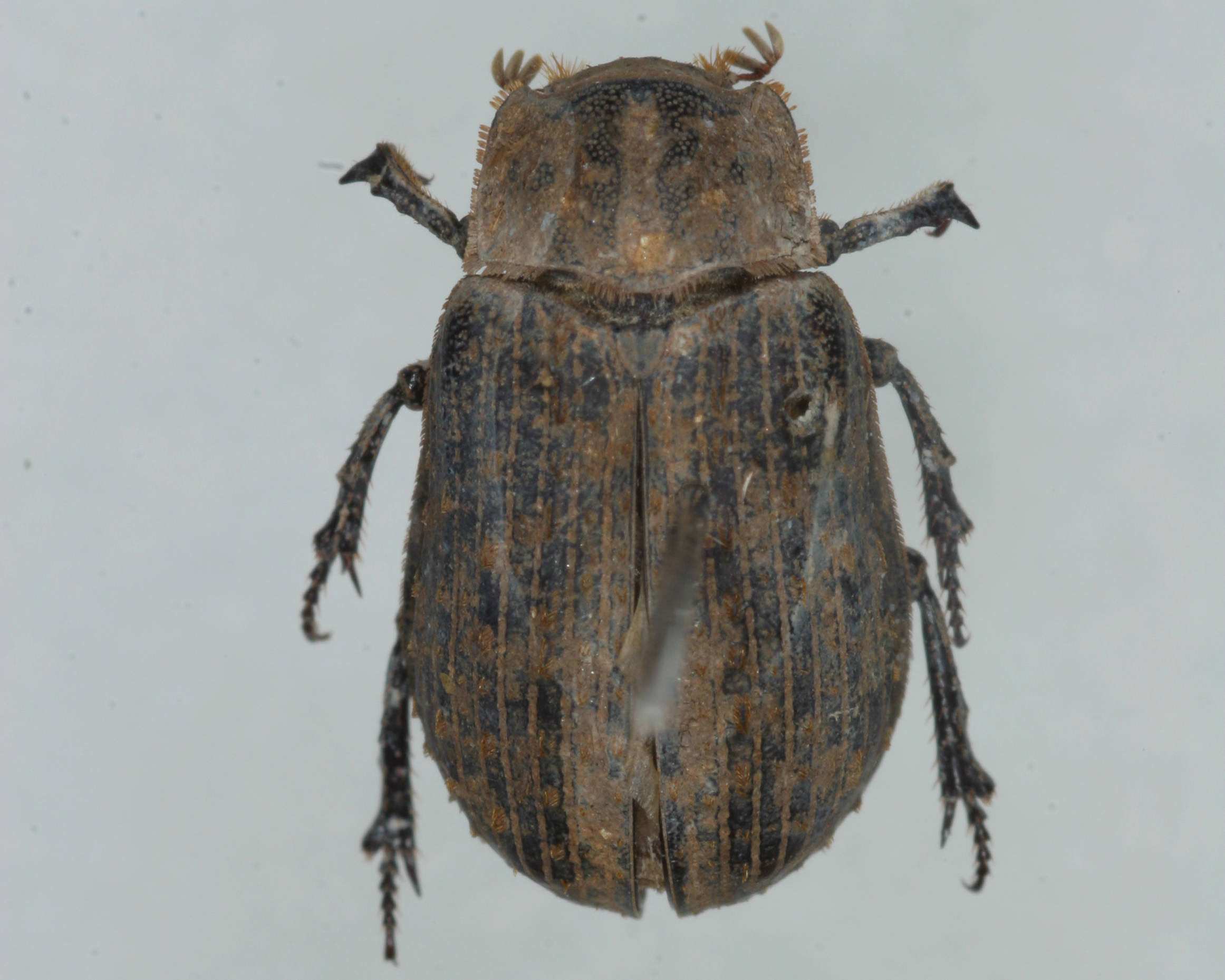 국립생물자원관 한반도의 생물다양성