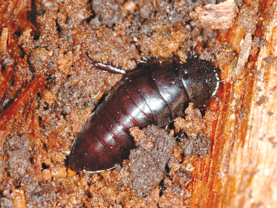 국립생물자원관 한반도의 생물다양성