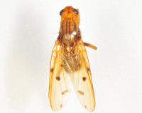 국립생물자원관 한반도의 생물다양성