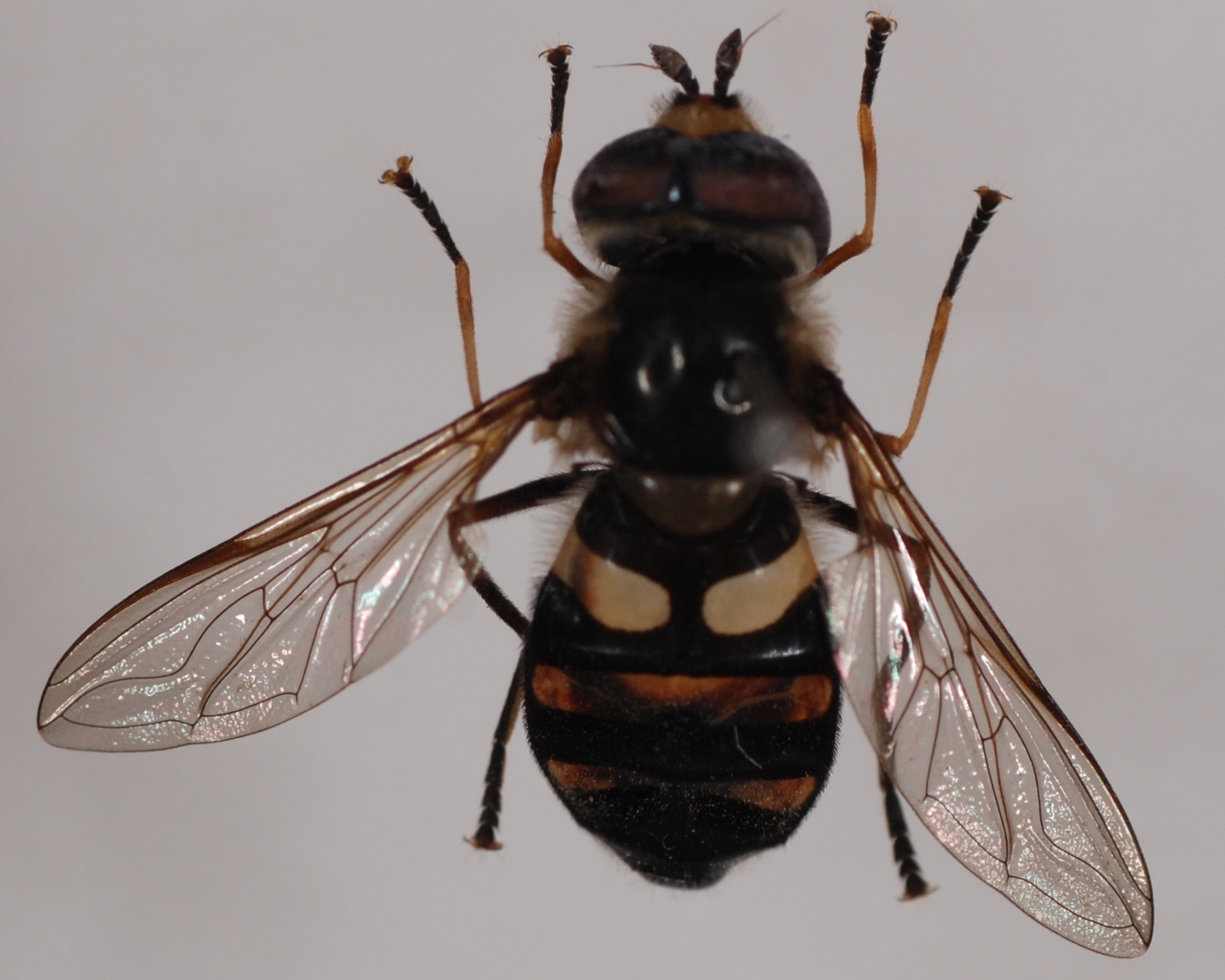 국립생물자원관 한반도의 생물다양성