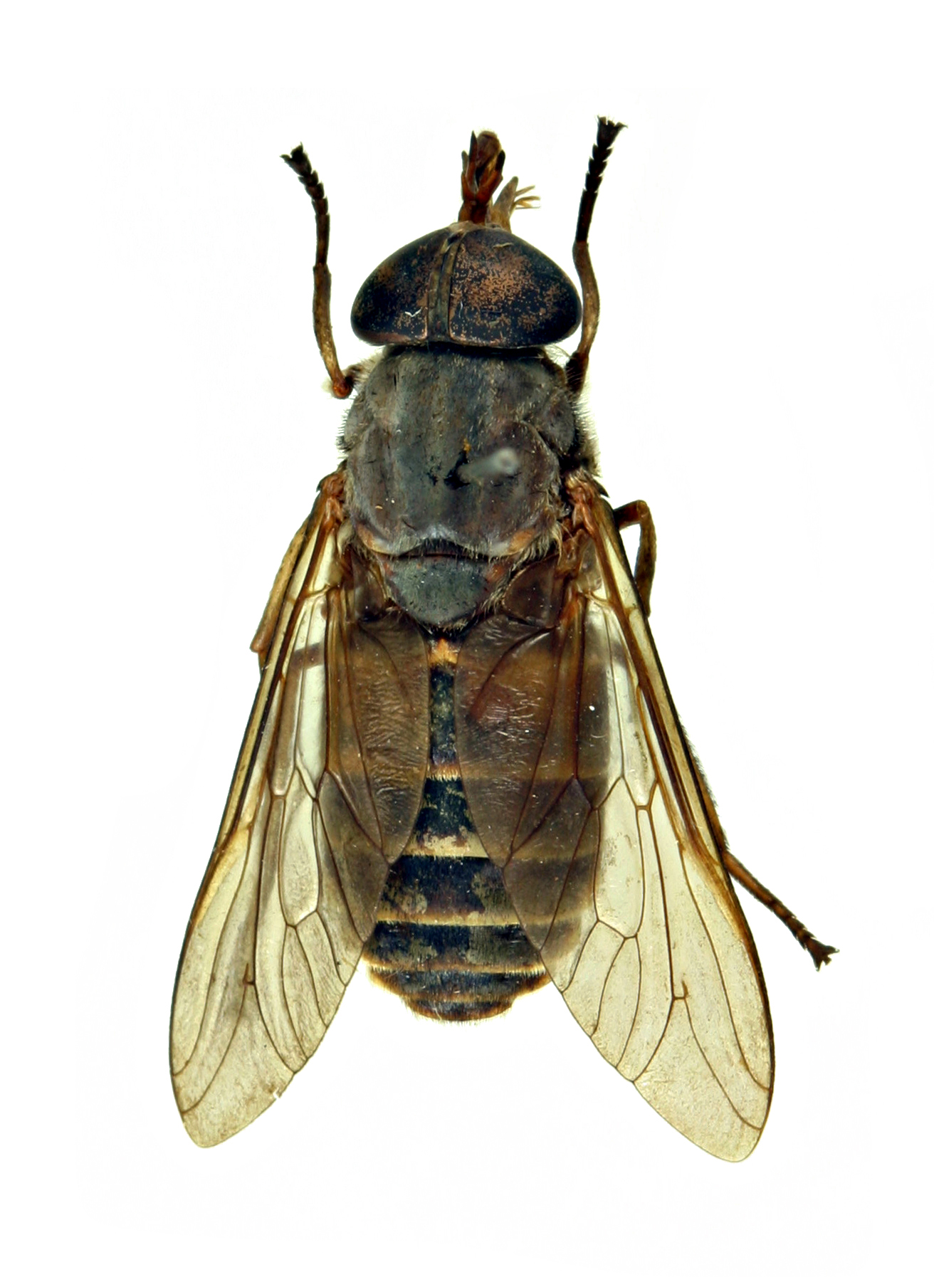 국립생물자원관 한반도의 생물다양성