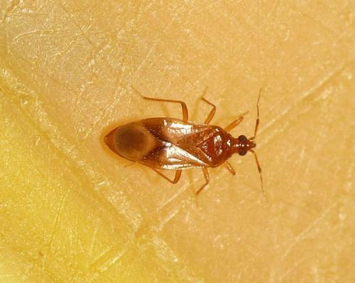 국립생물자원관 한반도의 생물다양성