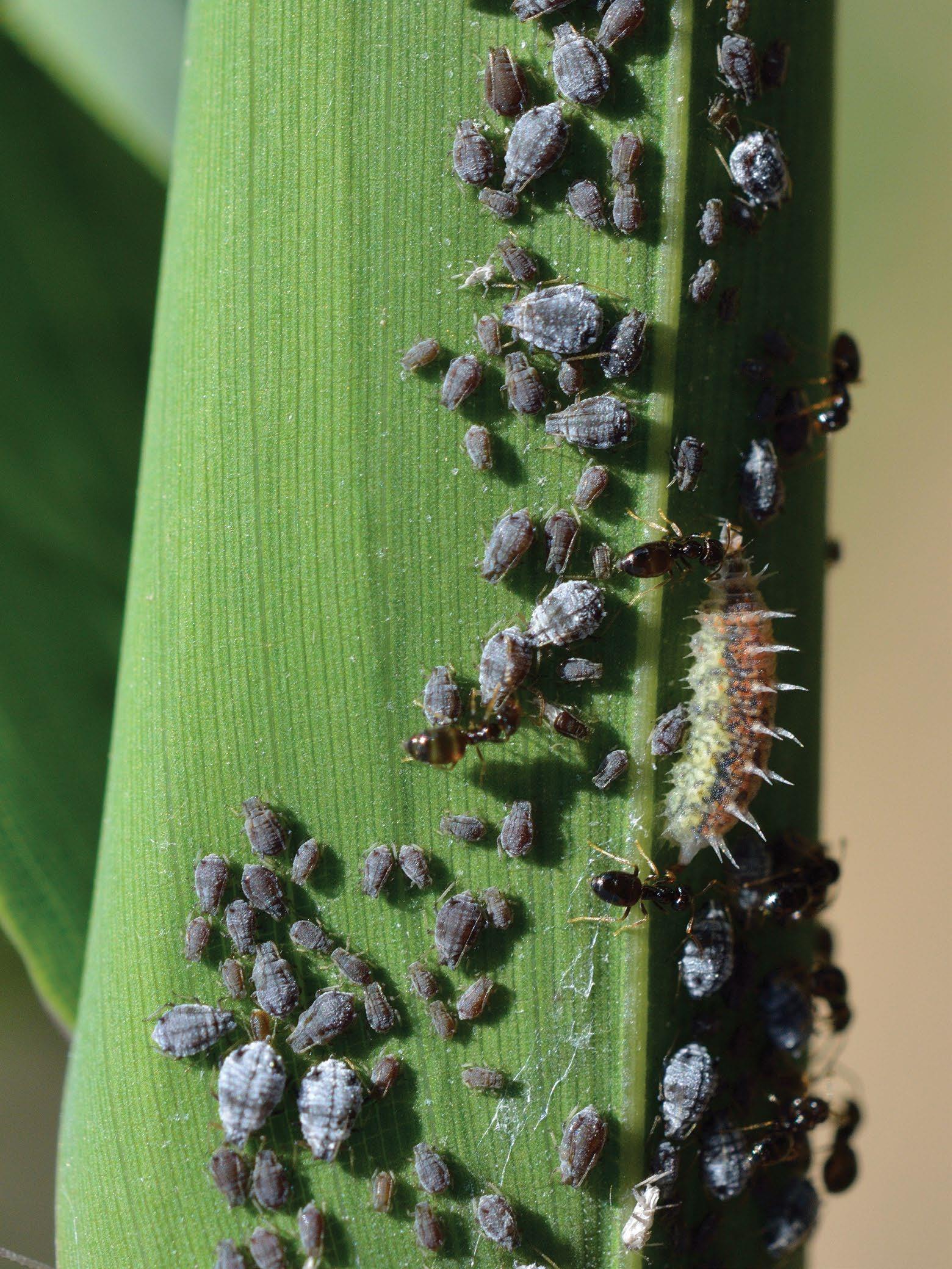 국립생물자원관 한반도의 생물다양성