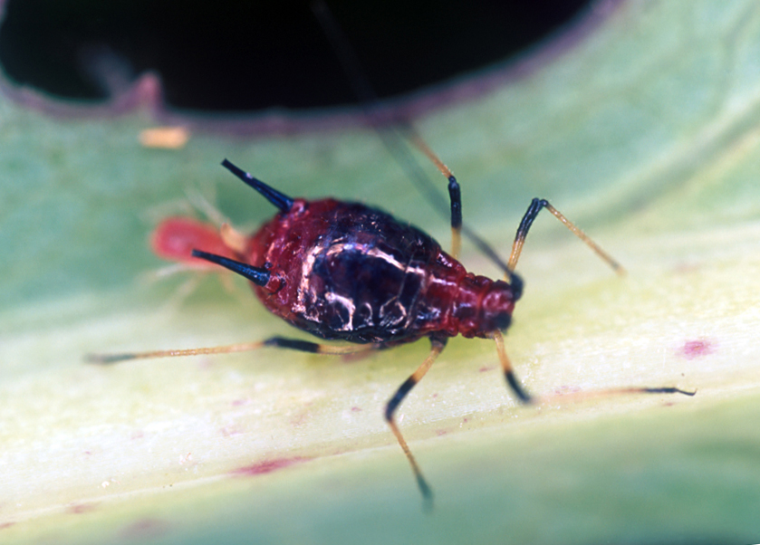 국립생물자원관 한반도의 생물다양성