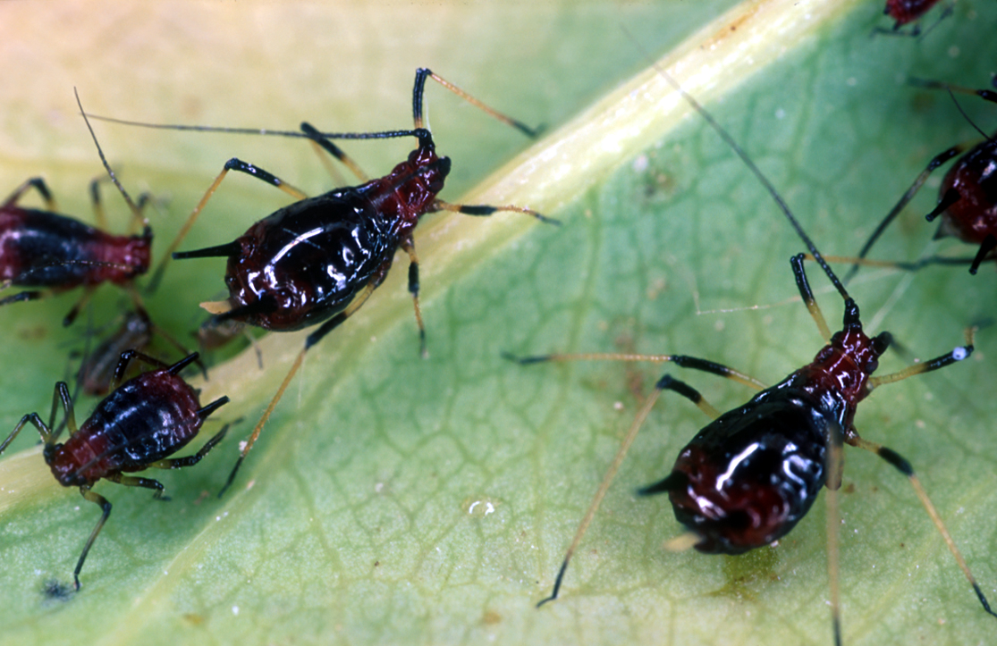 국립생물자원관 한반도의 생물다양성