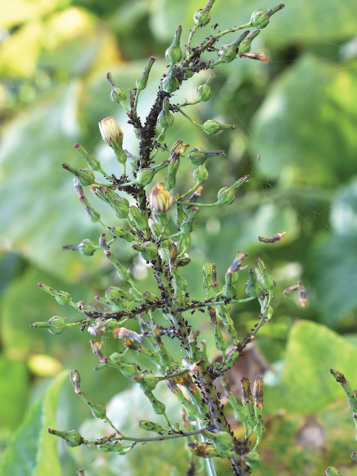 국립생물자원관 한반도의 생물다양성