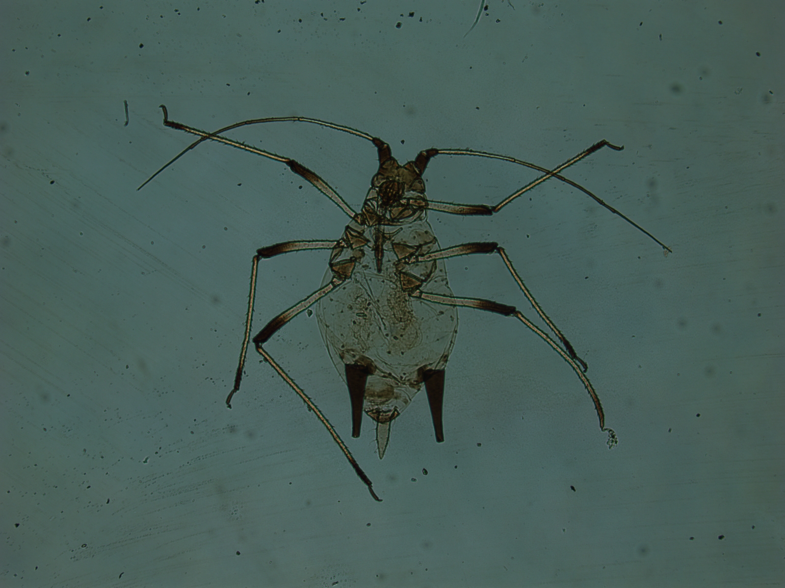 국립생물자원관 한반도의 생물다양성