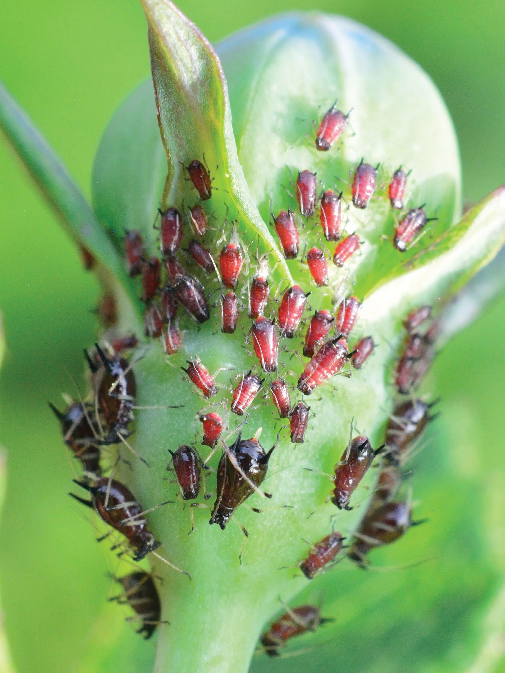 국립생물자원관 한반도의 생물다양성
