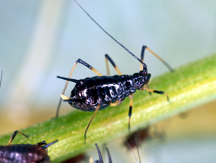 국립생물자원관 한반도의 생물다양성