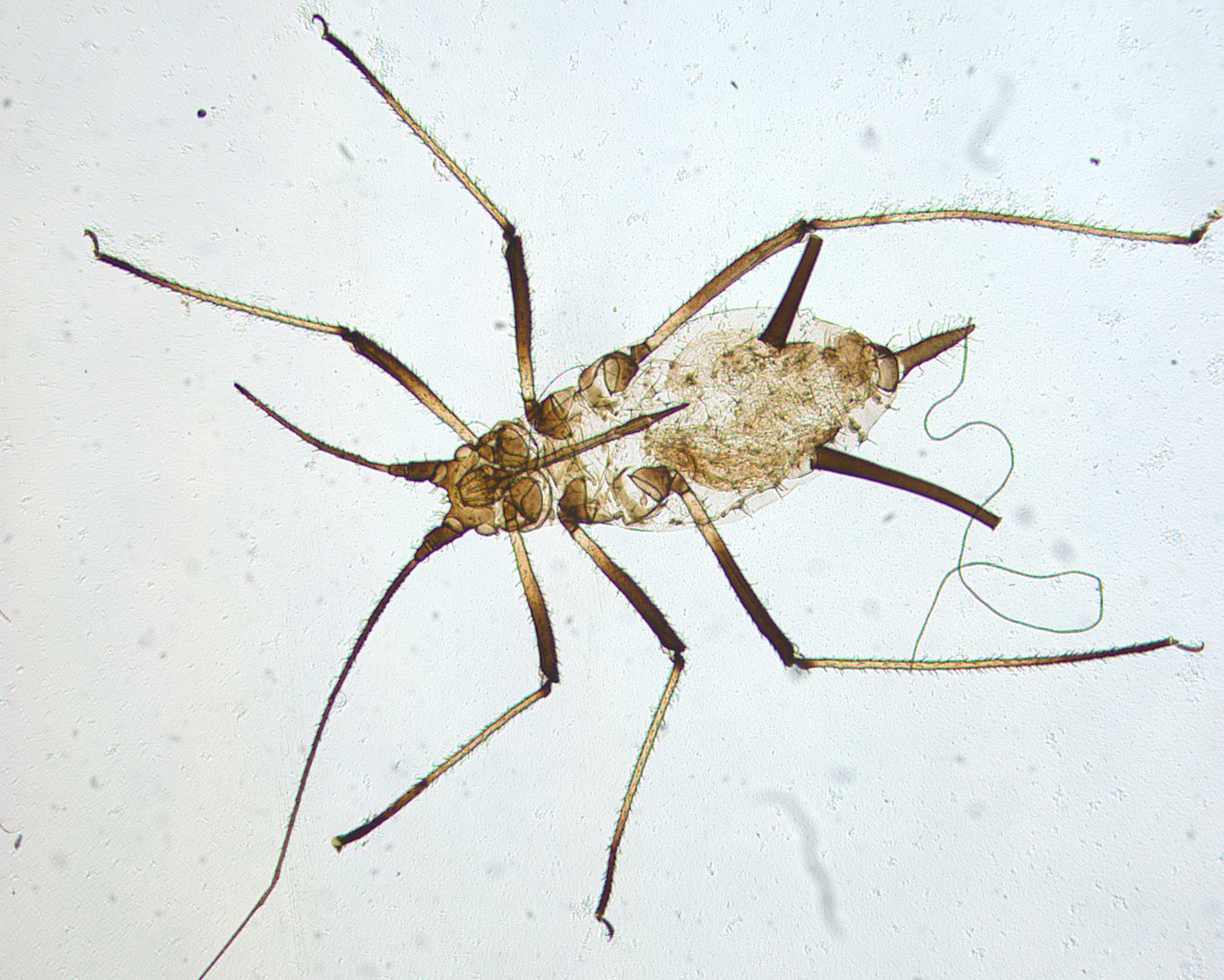 국립생물자원관 한반도의 생물다양성