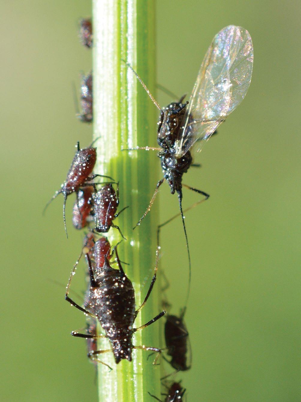 국립생물자원관 한반도의 생물다양성