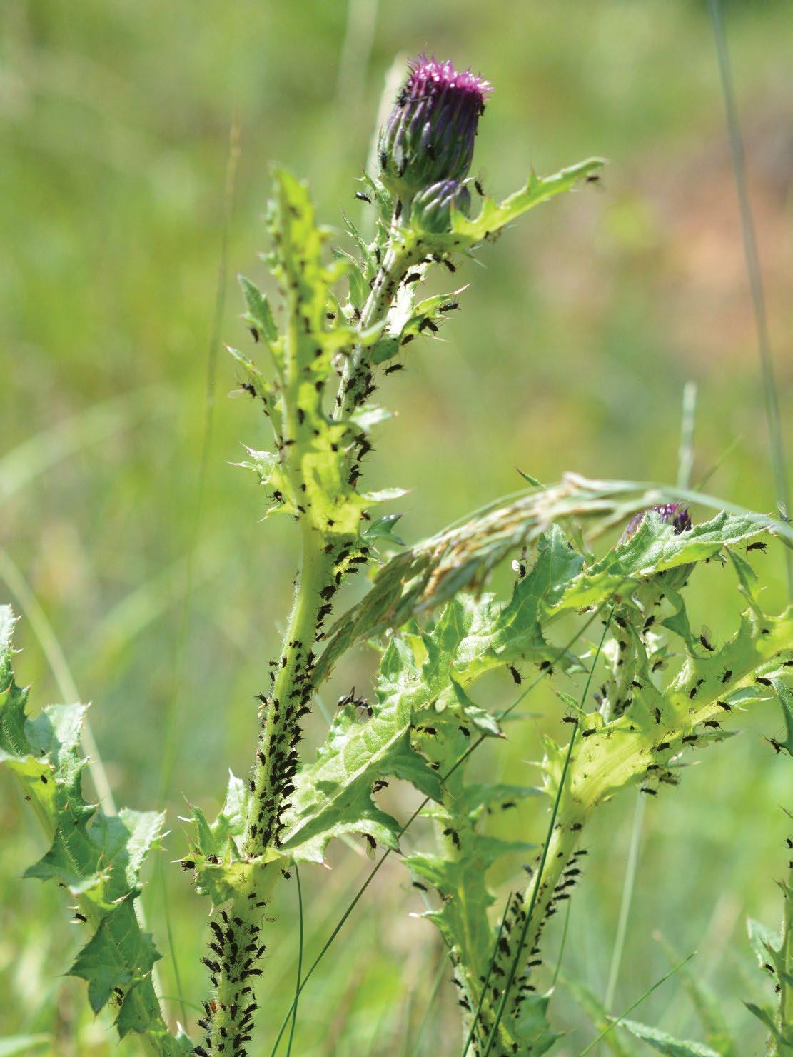 국립생물자원관 한반도의 생물다양성